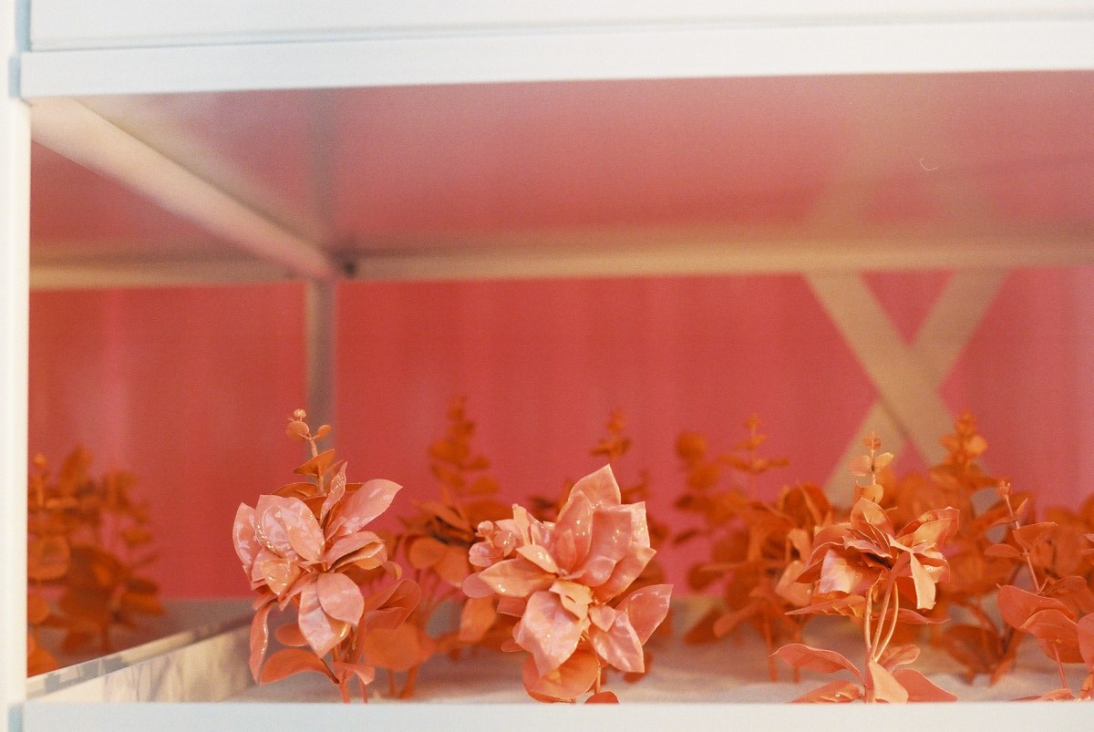 Photo series 1 – Jenny and Figs